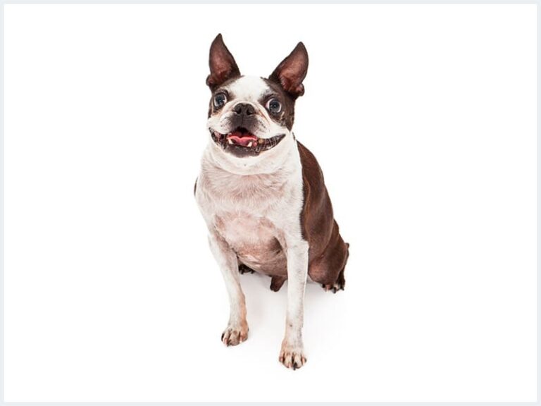 ¿Cuántas de Estas 32 Razas de Perros Puedes Reconocer? - EduMaterial